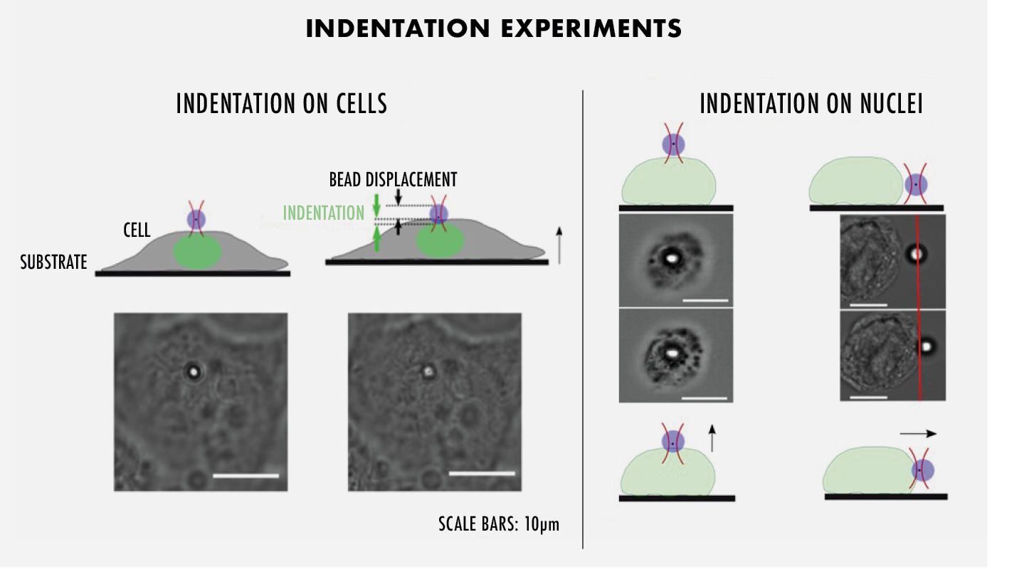 The emerging field of mechanobiology » The MacDiarmid Institute
